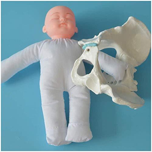 LUCKFY Female Pelvis Model - Childbirth LUCKFY