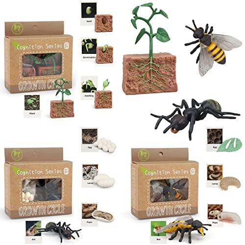 Montessori Life Cycle Animal Figurines Learning MIKNEKE