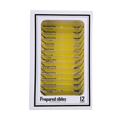 Lab Microscope Slides 12PCS Kids Prepared Plastic QINXIUBH